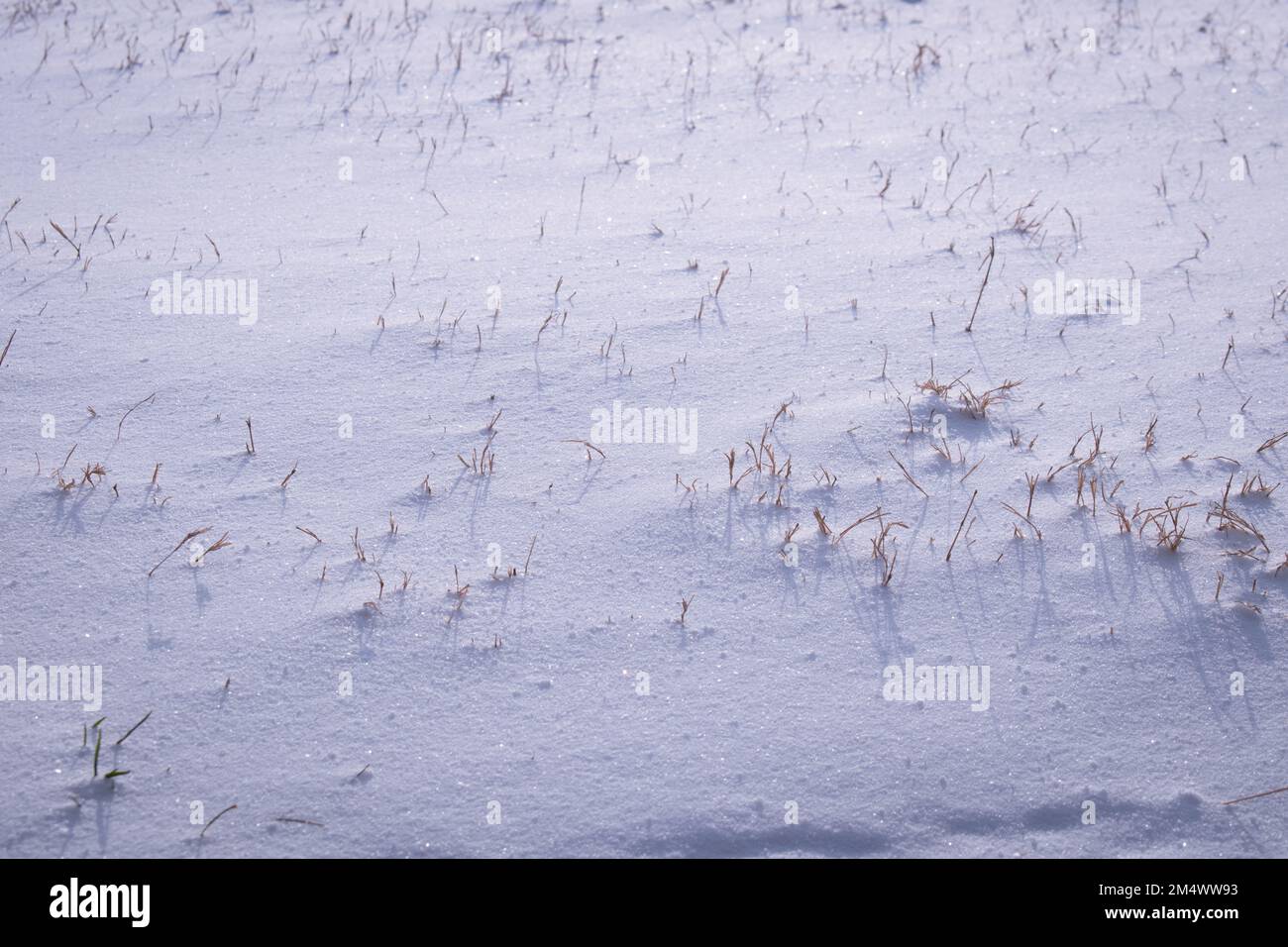 Sparse grass hi-res stock photography and images - Alamy