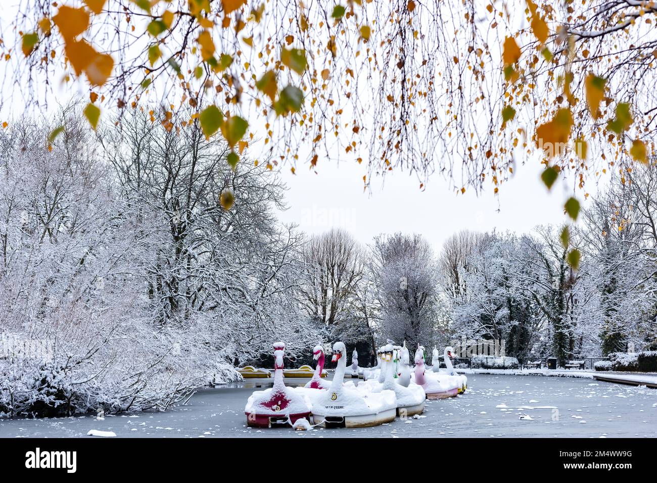 Frozen giant swans on iced over pleasure lake in Alexandra Palace Park ...