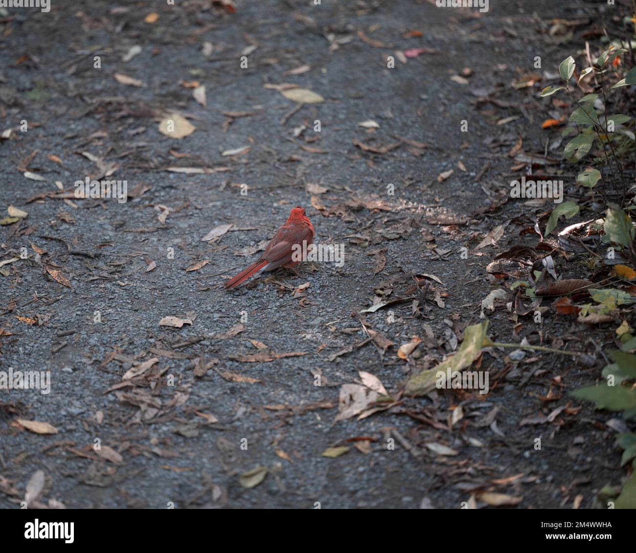 A northern cardinal (Cardinalis cardinalis) on the ground Stock Photo ...
