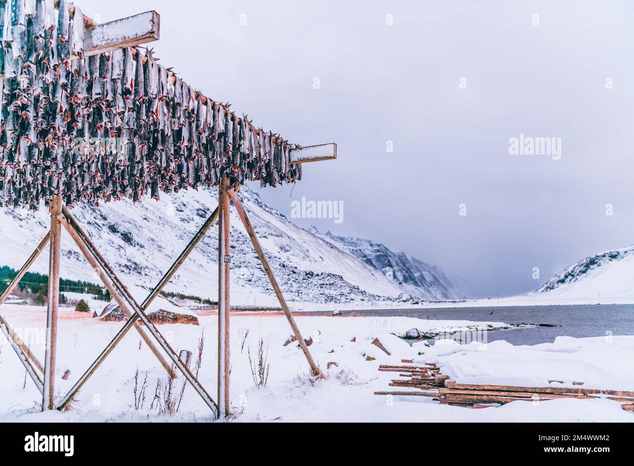 Air drying of salmon on a wooden structure in the Scandinavian winter ...