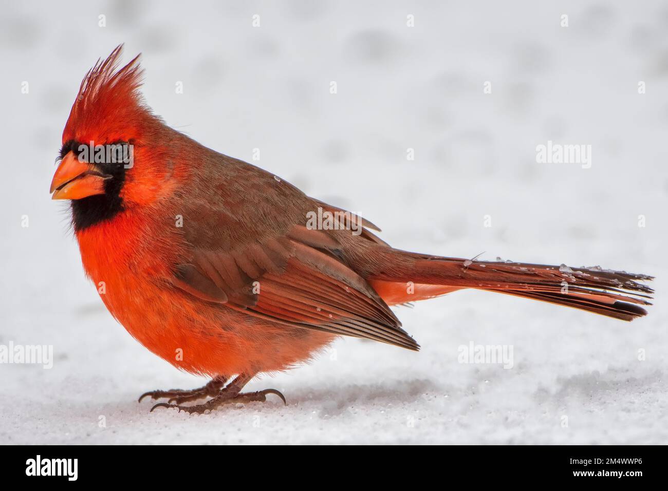 Male Northern Cardinal Fluffed Up on a Rare Snow Day in Southern ...
