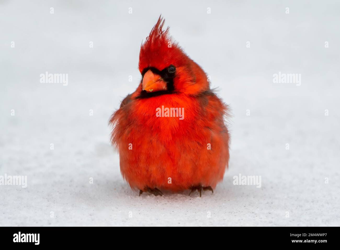 Male Northern Cardinal Fluffed Up on a Rare Snow Day in Southern ...