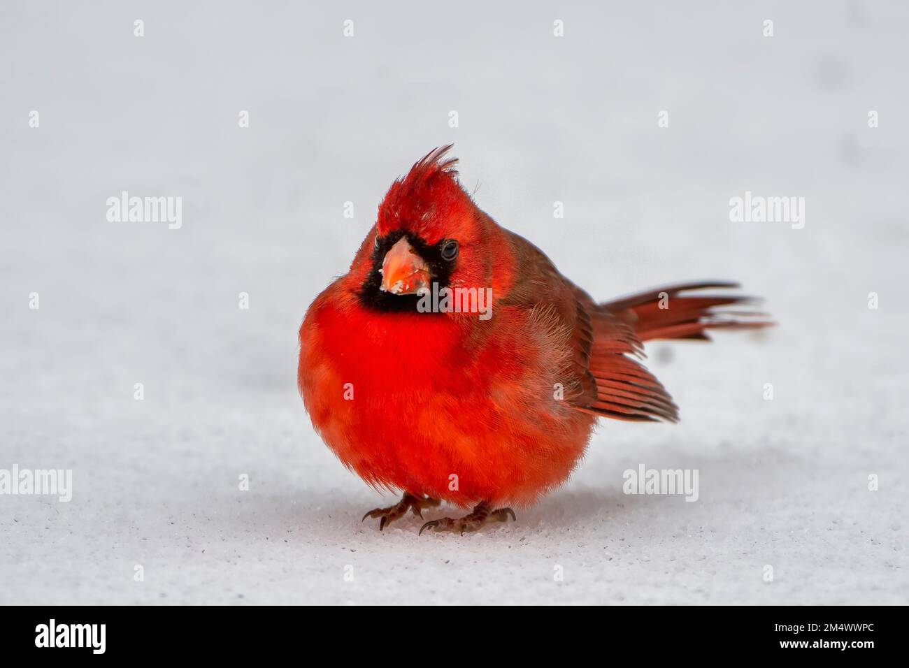 Male Northern Cardinal Fluffed Up on a Rare Snow Day in Southern ...