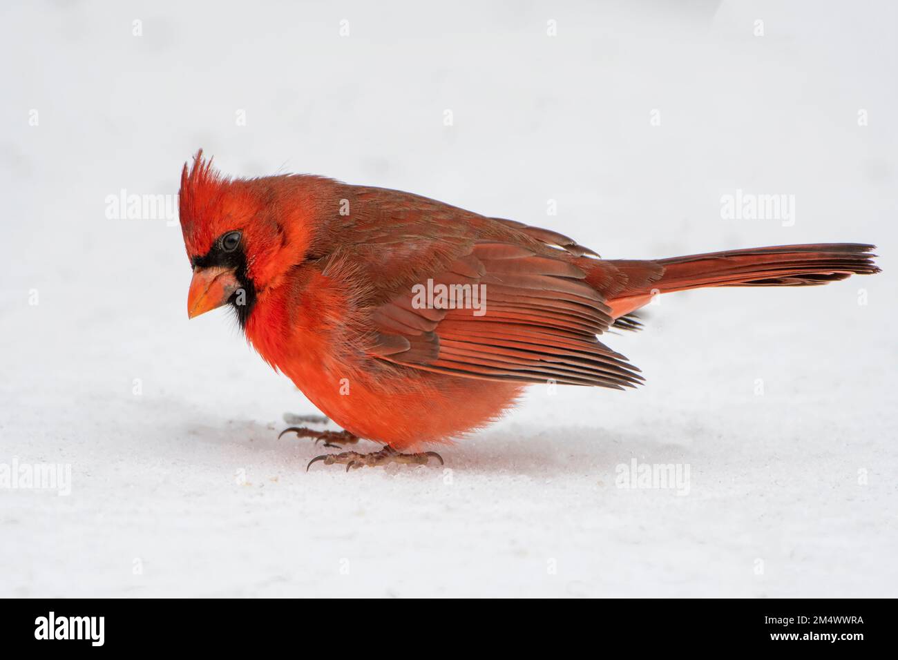 Red cardinal snow hi-res stock photography and images - Alamy