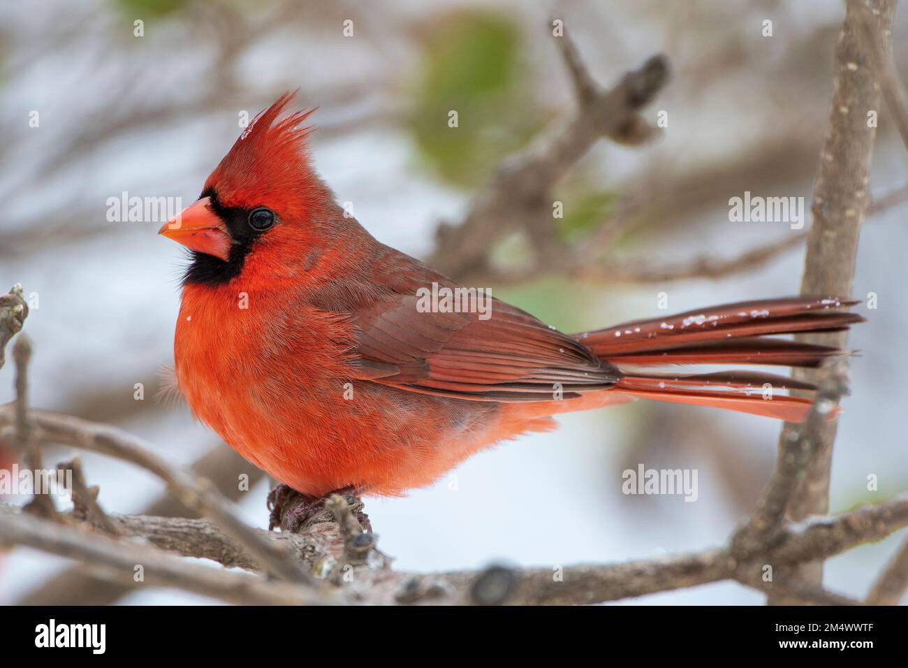 Male Northern Cardinal Perched in Tree on Icy Day in Southern Louisiana ...