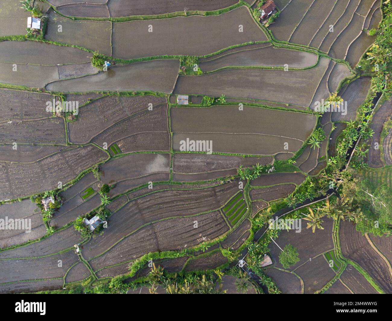 A top-down view on rice fields in Bali Indonesia Stock Photo - Alamy