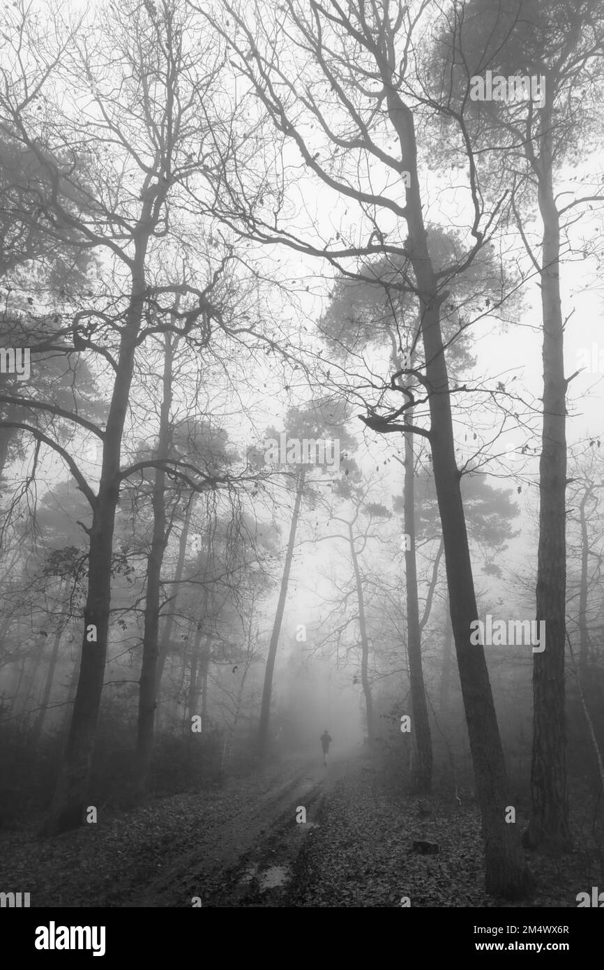A vertical grayscale shot of a dark mysterious forest with tall trees in fog Stock Photo - Alamy