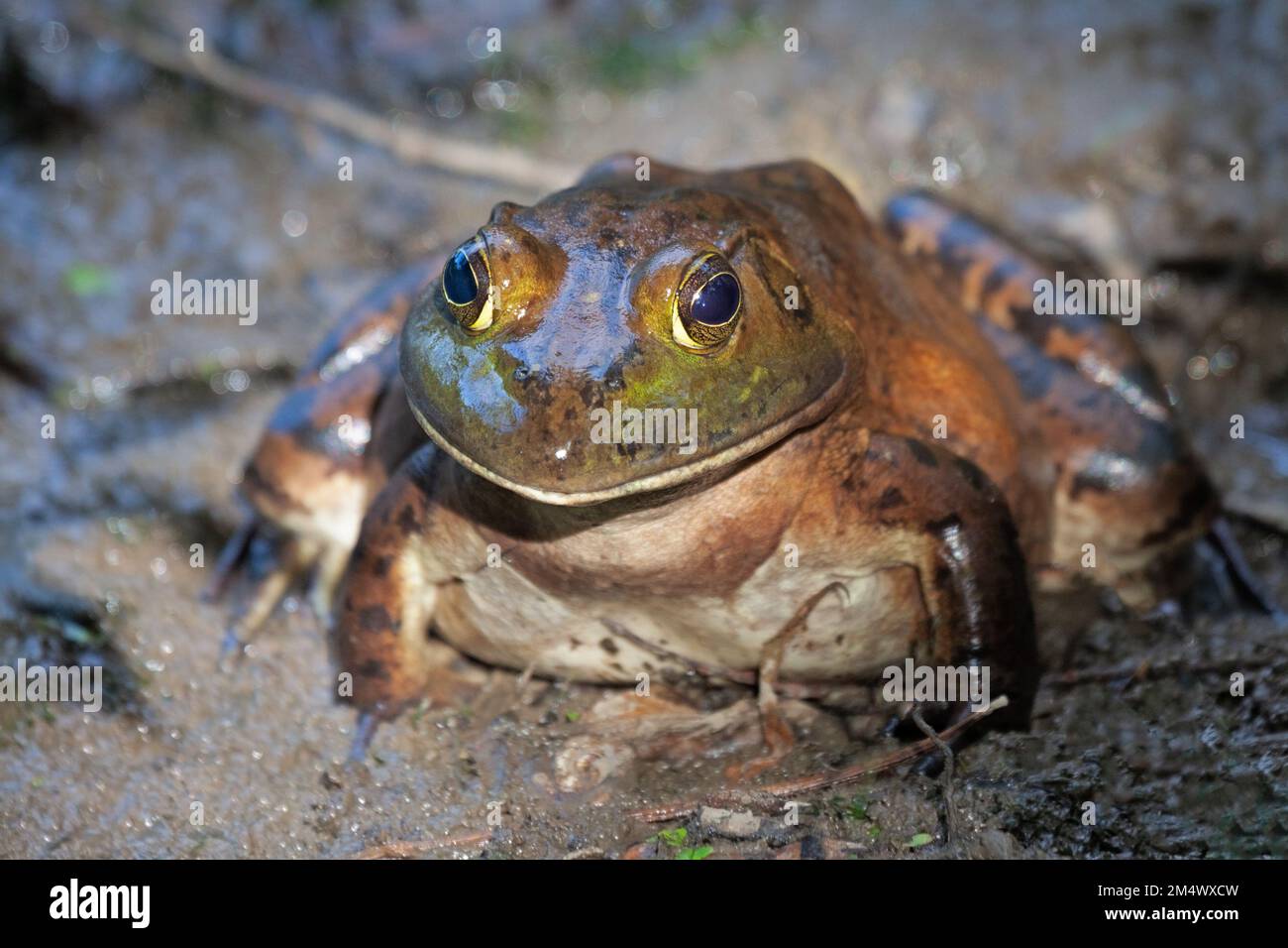 American bullfrog with wide head, stout bodies, and long, hind legs ...