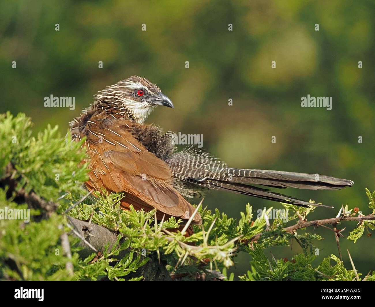 White-browed Coucal or lark-heeled cuckoo (Centropus superciliosus ...