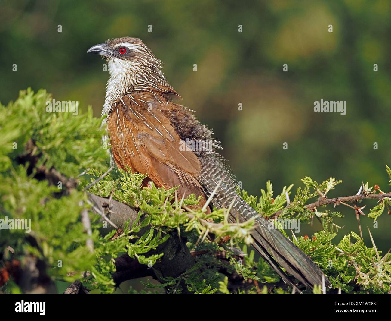 White-browed Coucal or lark-heeled cuckoo (Centropus superciliosus ...