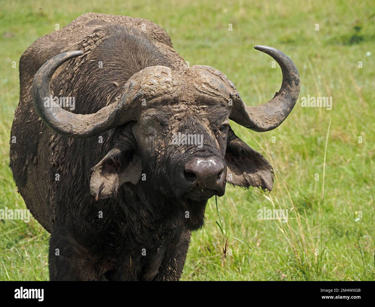 African buffalo male hi-res stock photography and images - Alamy