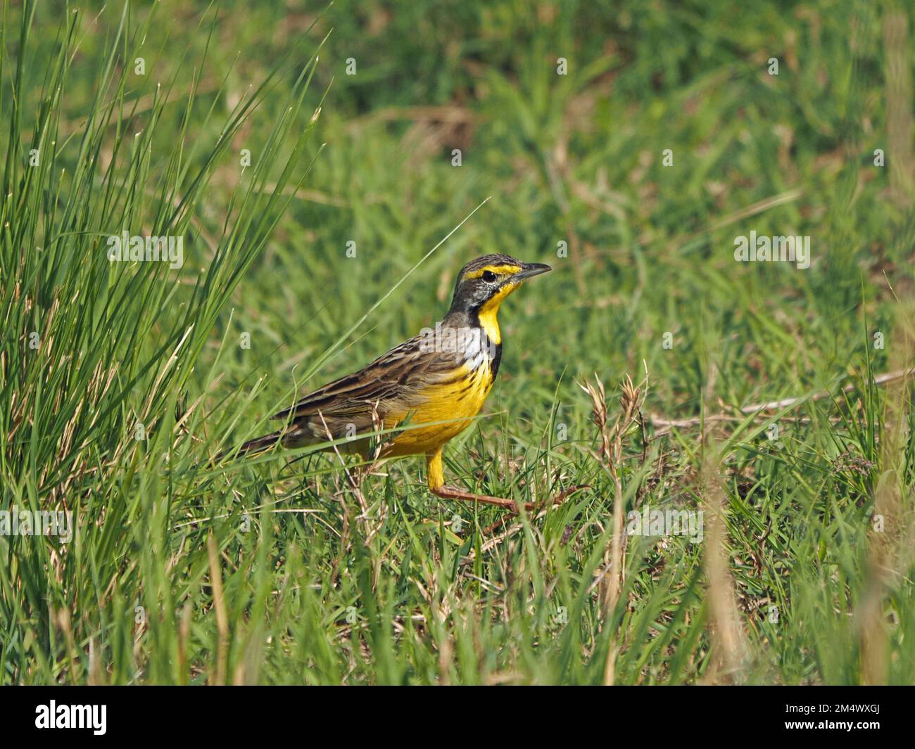 Yellow-throated Longclaw (Macronyx croceus) foraging on lush green ...