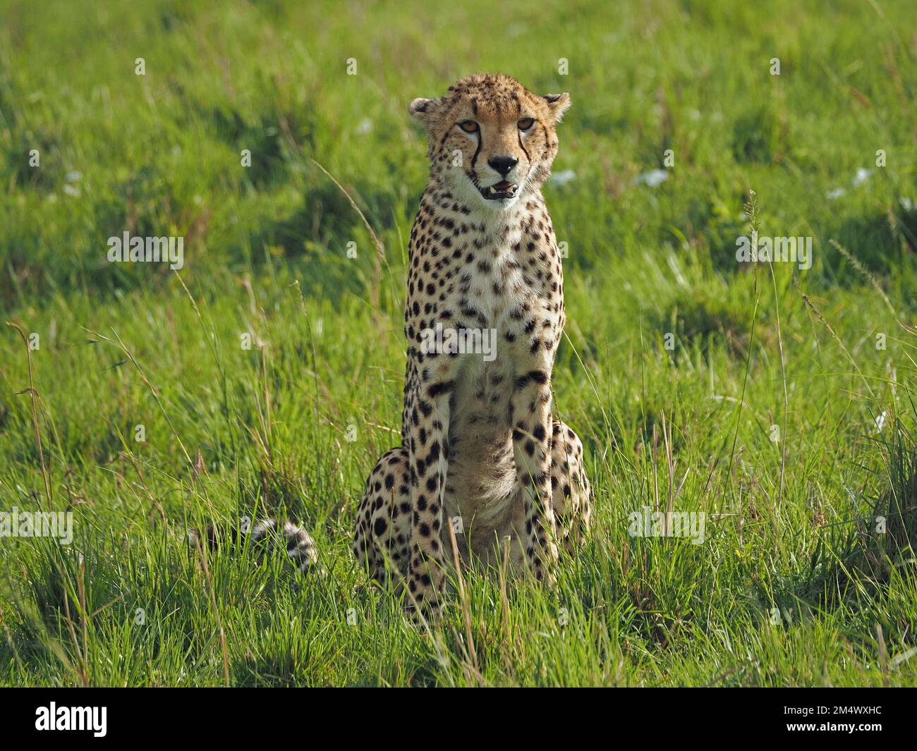 grown Cheetah cub (Acinonyx jubatus) watching for prey & enemies ...