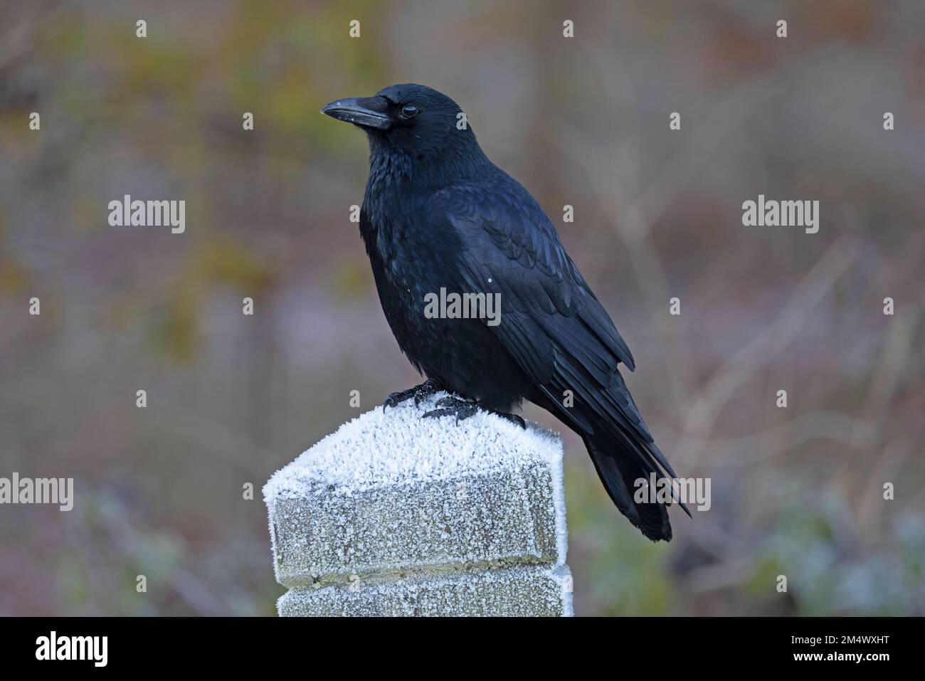 Carrion Crow (Corvus corone) Whitlingham CP Norfolk UK GB December 2022 ...