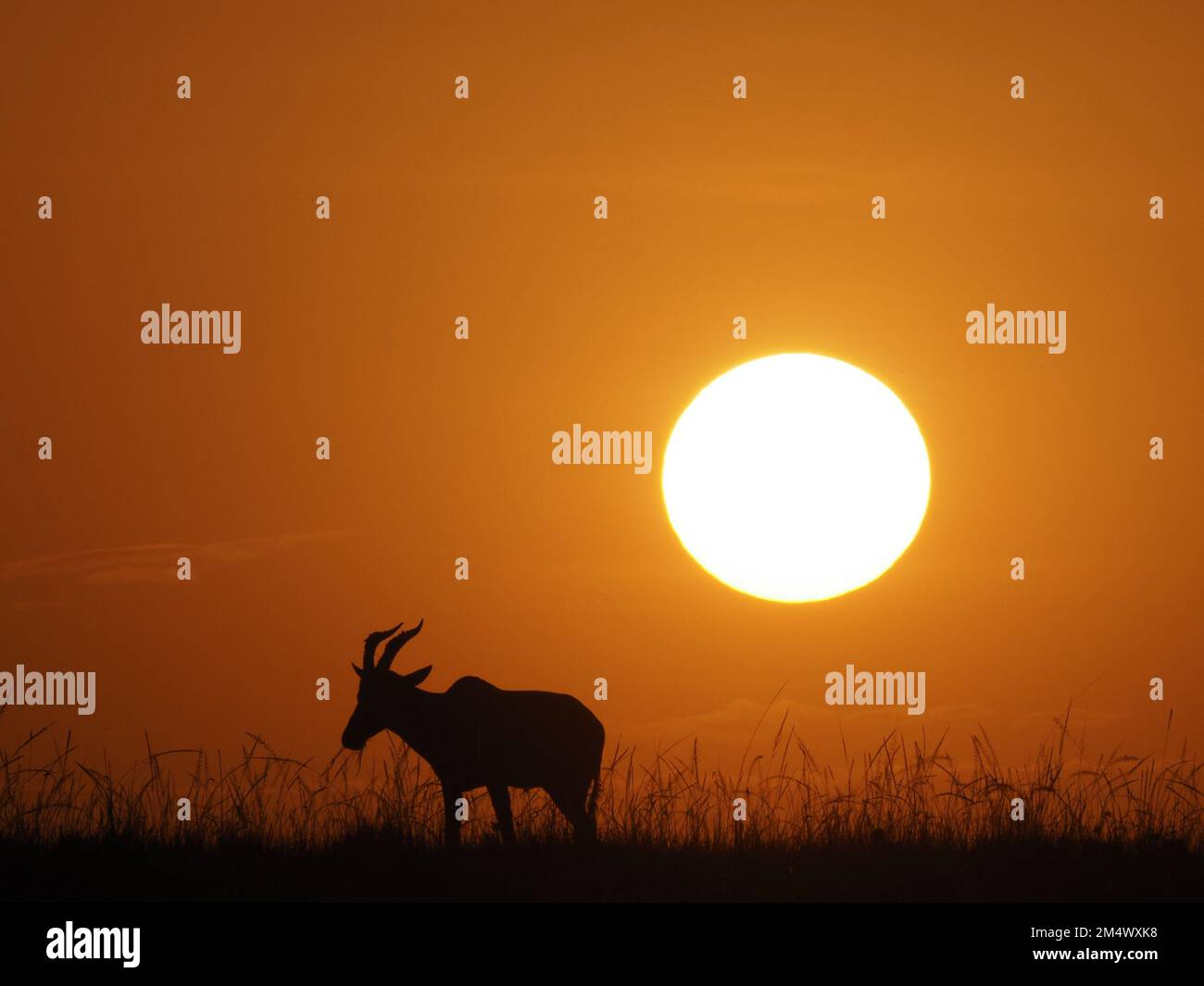 Topi (Damaliscus lunatus jimela) in silhouette feeding at dawn with ...