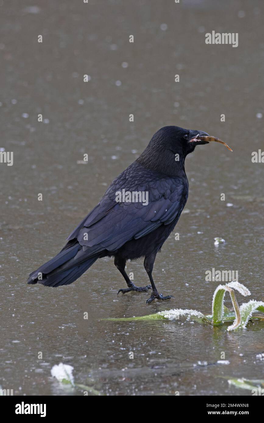 Carrion Crow (Corvus corone) with fish Perch (Perca fluviatilis ...