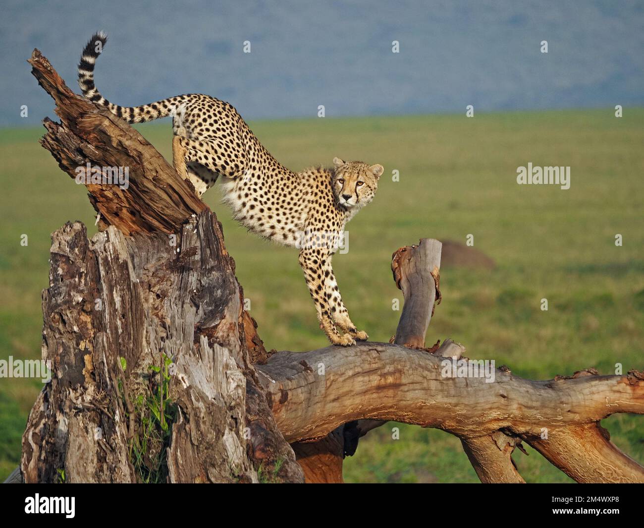 grown Cheetah cub (Acinonyx jubatus) learning skills climbing dead ...