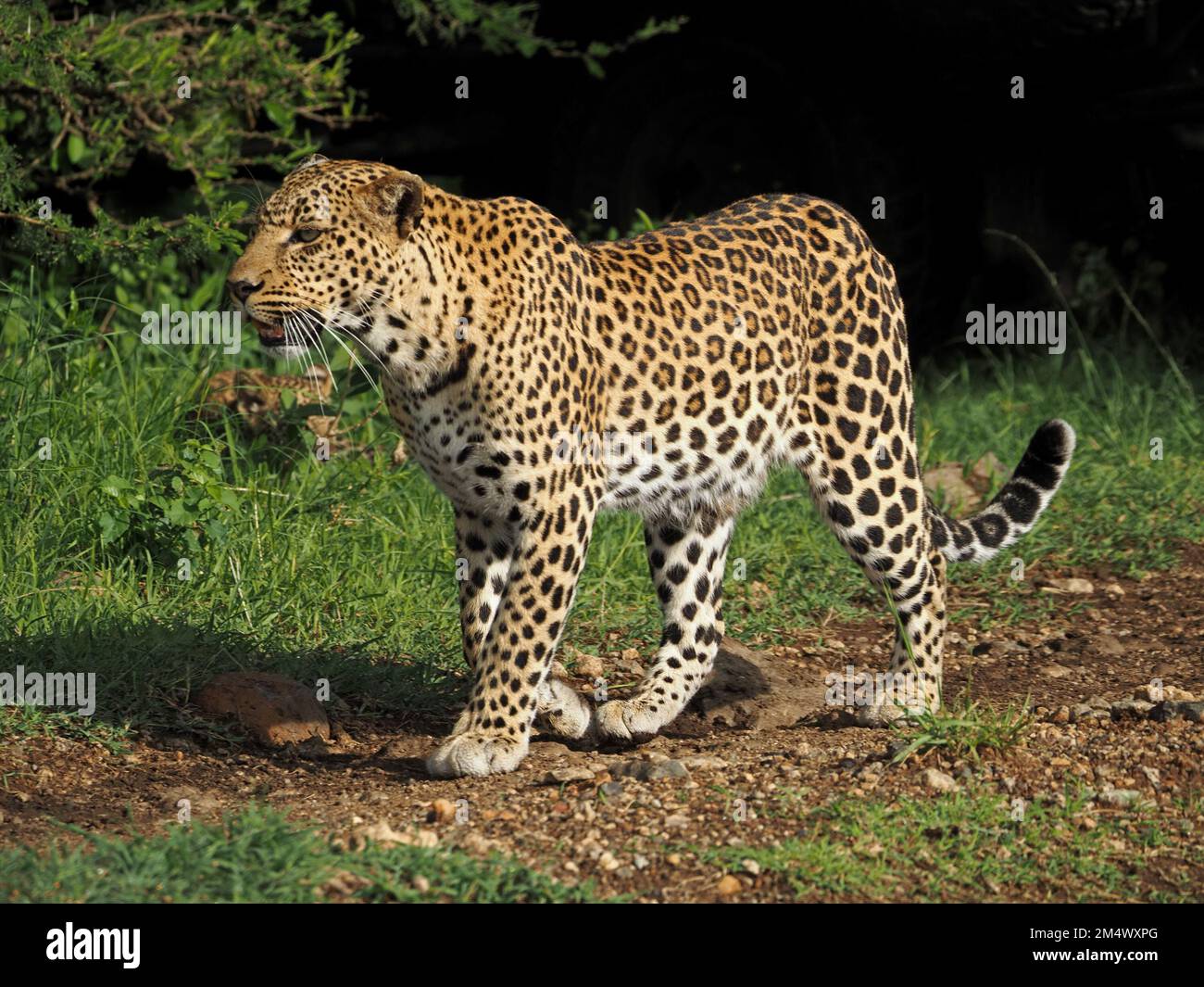 Ecosystem threats hi-res stock photography and images - Alamy
