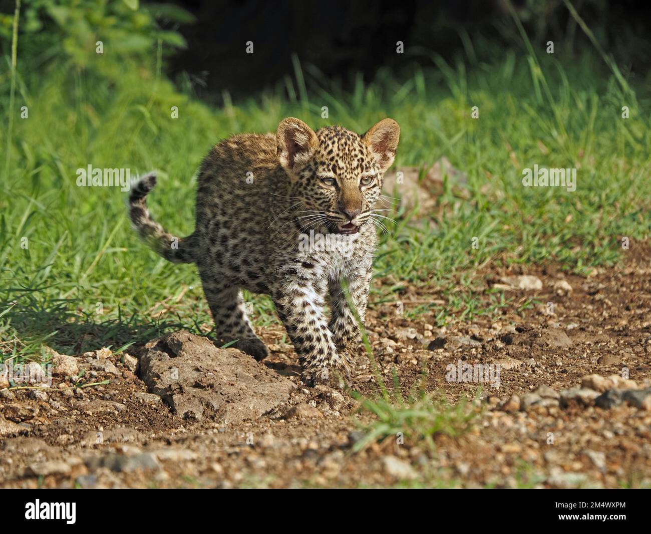 single vulnerable young Leopard cub (Panthera pardus) walking through ...