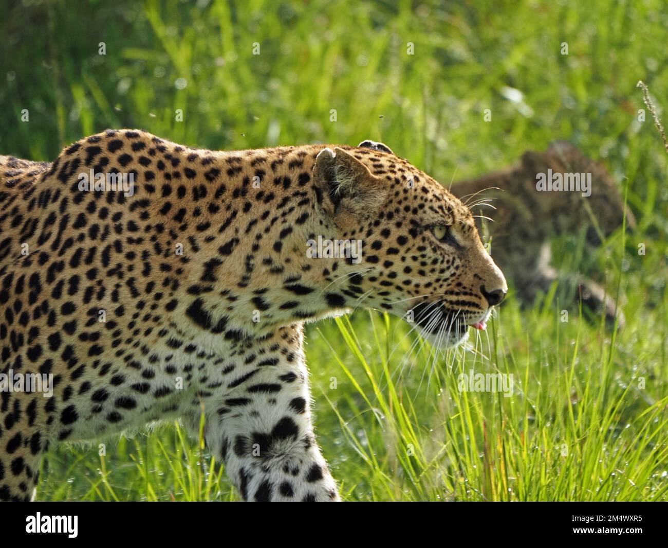 adult female Leopard (Panthera pardus) leopardess with young cub ...