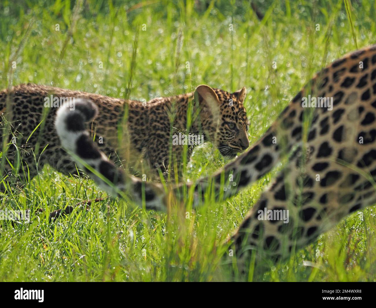 adult female Leopard (Panthera pardus) leopardess with young cub walking through long grass in ...
