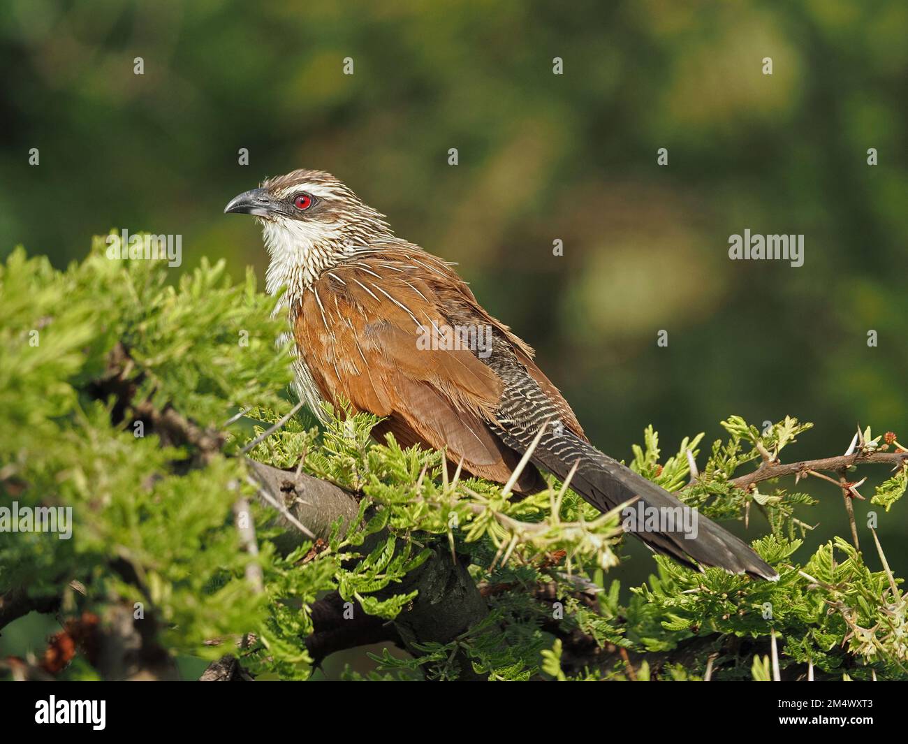 White-browed Coucal or lark-heeled cuckoo (Centropus superciliosus ...