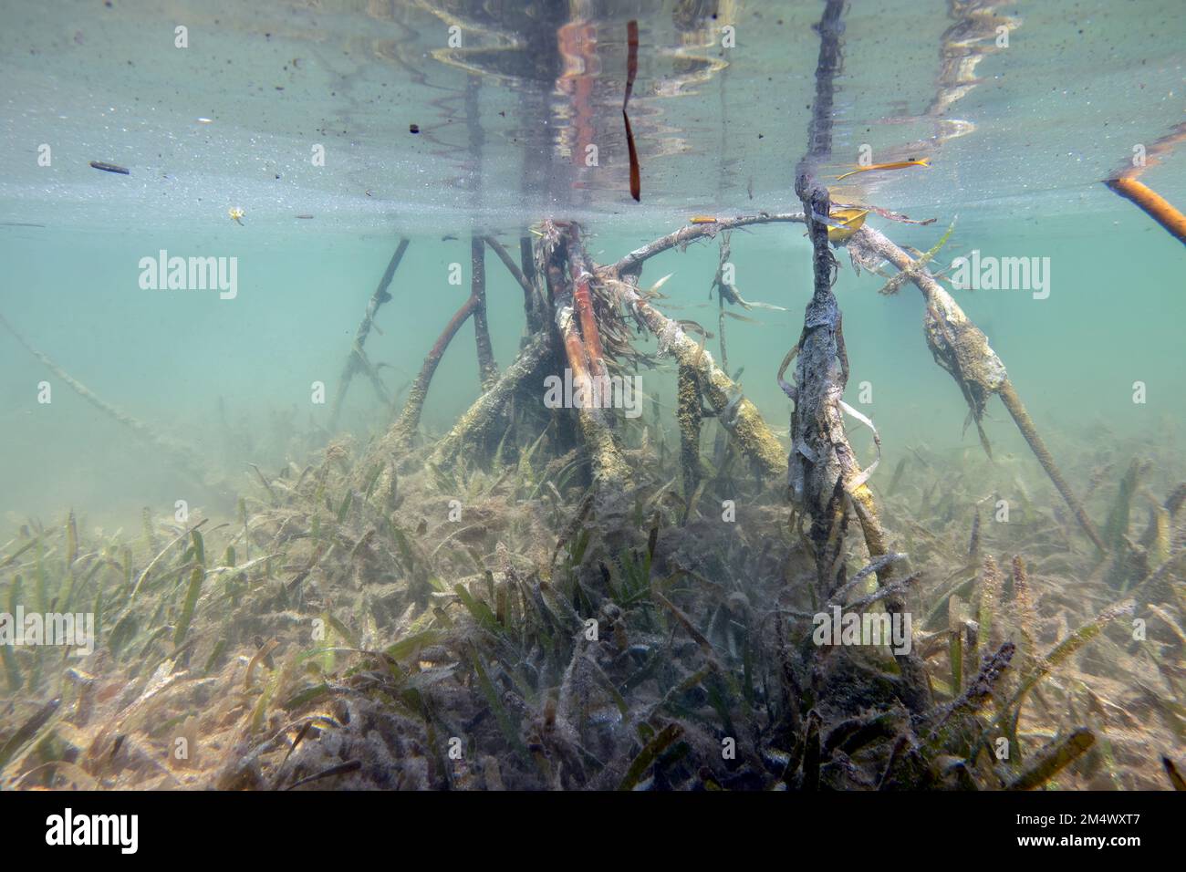 The mangroves of North Bimini in the Bahamas Stock Photo - Alamy