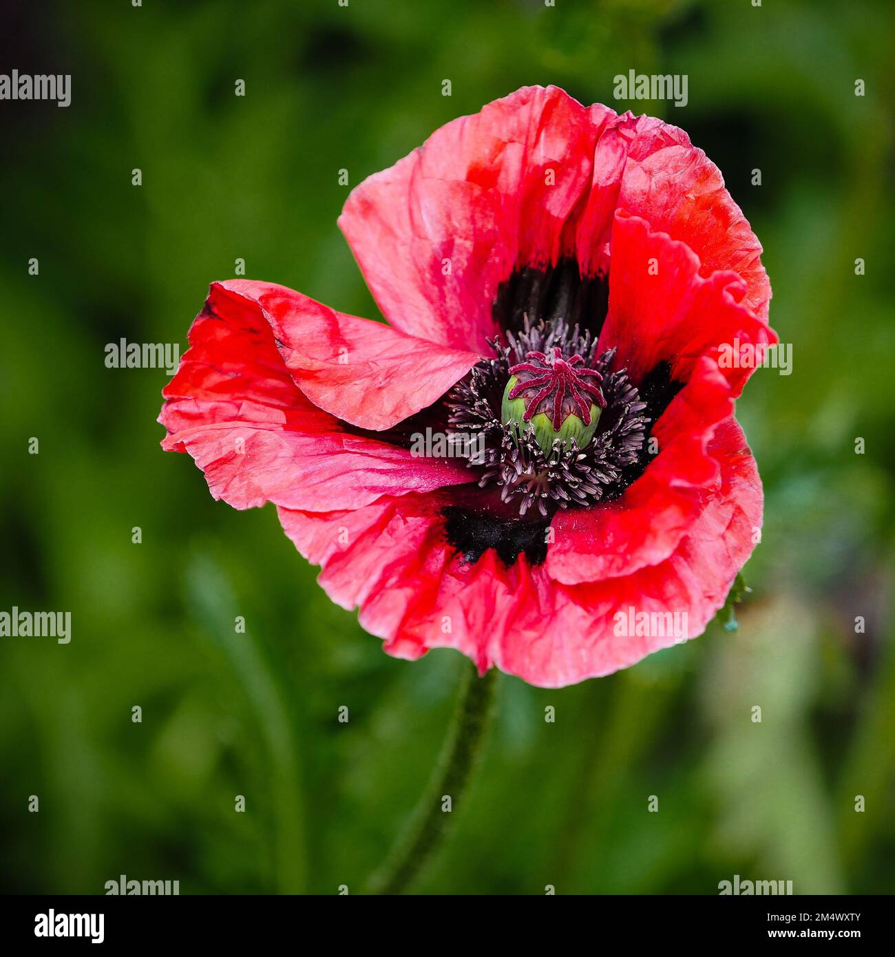 Giant poppy garden hi-res stock photography and images - Alamy