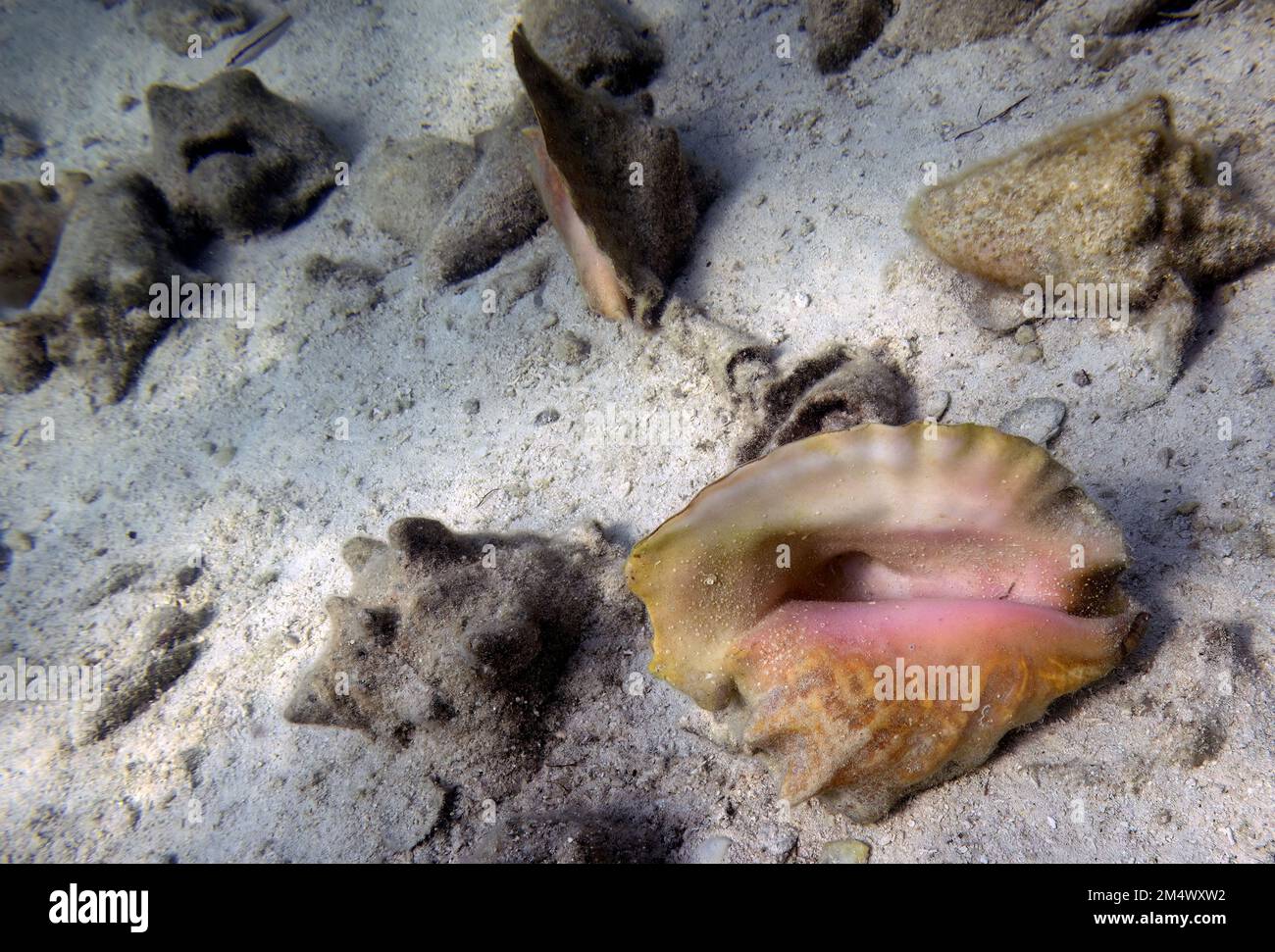 Conch shells on the sea floor in Bimini, Bahamas Stock Photo - Alamy