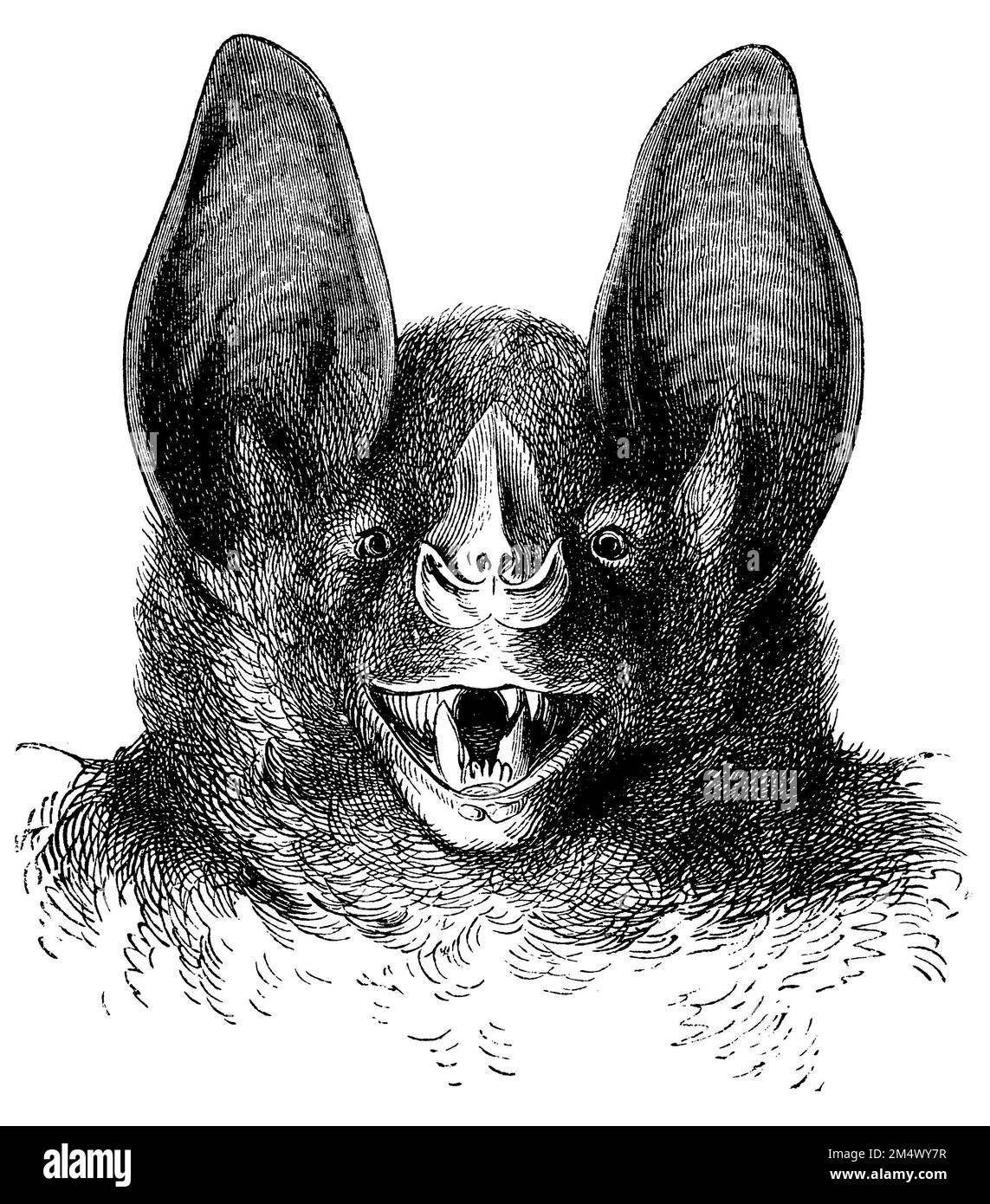 Spectral bat vampyrum spectrum hi-res stock photography and images - Alamy