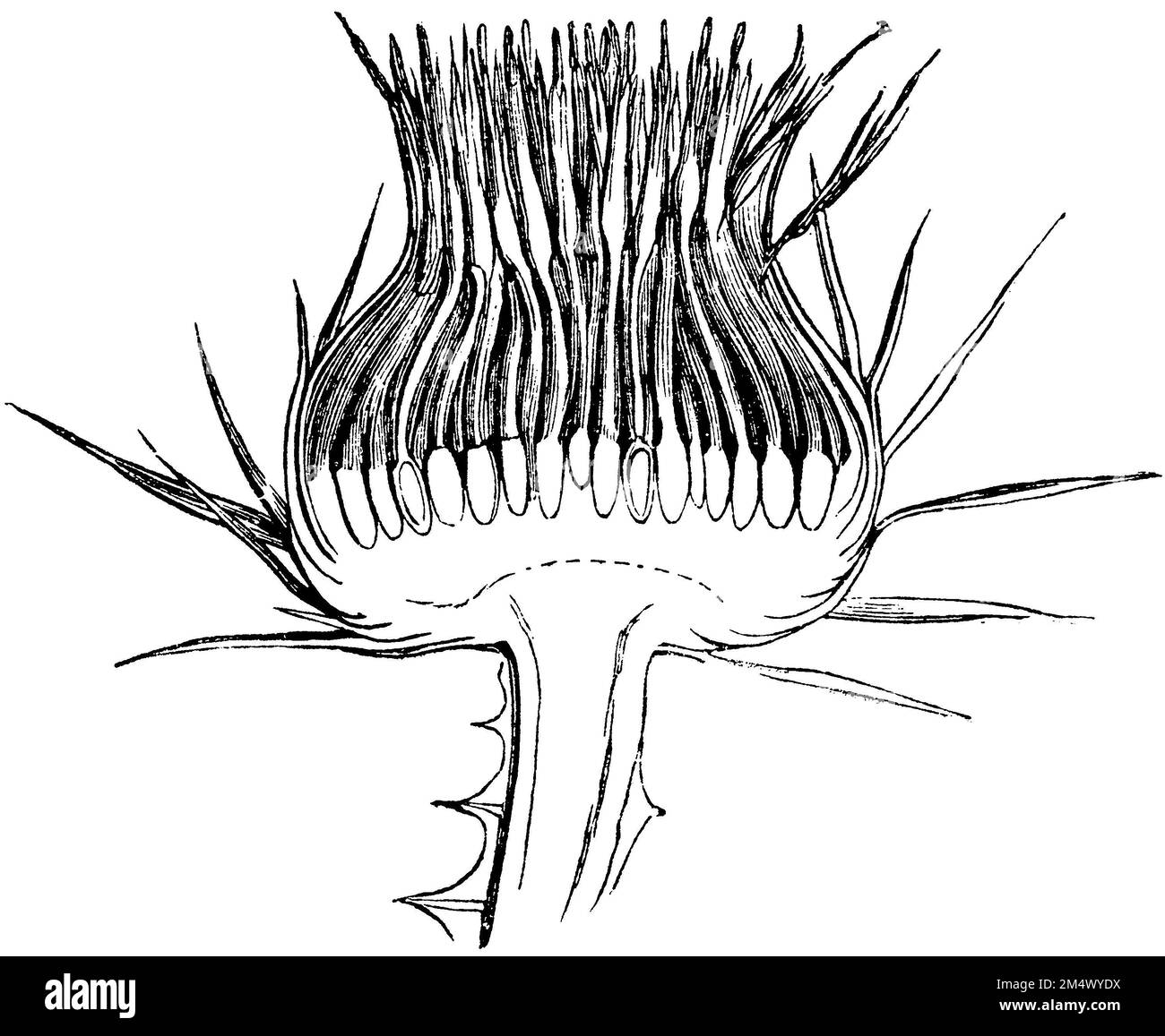 Woodcut thistle Cut Out Stock Images & Pictures - Alamy
