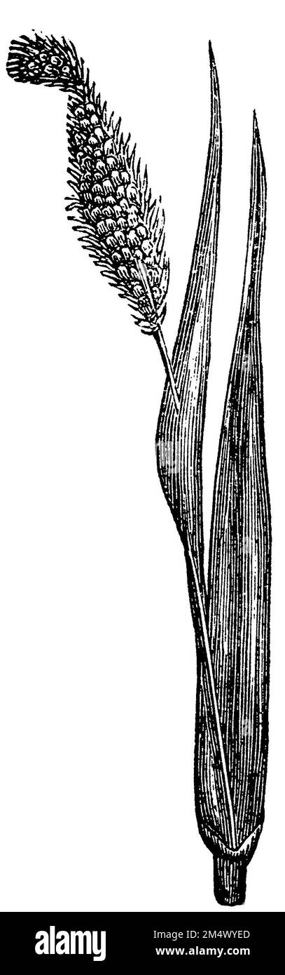 Italian millet Black and White Stock Photos & Images - Alamy