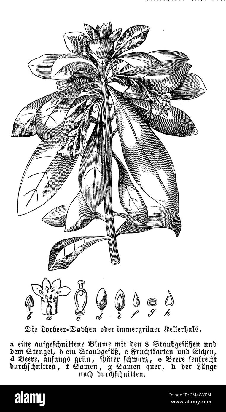 spurgelaurel, Daphne laureola, anonym (biology book, 1881), Lorbeer ... spurgelaurel, Daphne laureola, anonym (biology book, 1881), Lorbeer ...