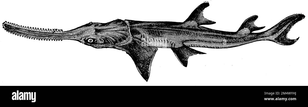 Poisson scie commun hi-res stock photography and images - Alamy