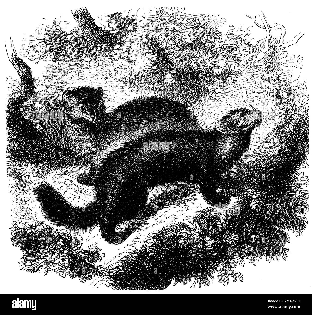 Illustrations sable hi-res stock photography and images - Alamy