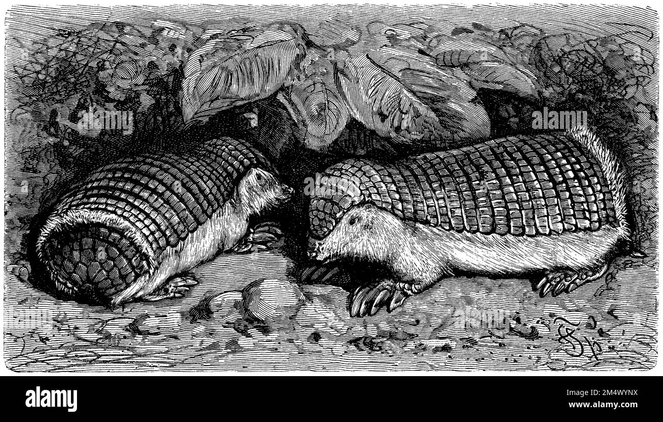 Lesser fairy armadillo;, Chlamyphorus truncatus, F[riedrich] Sp[echt ...