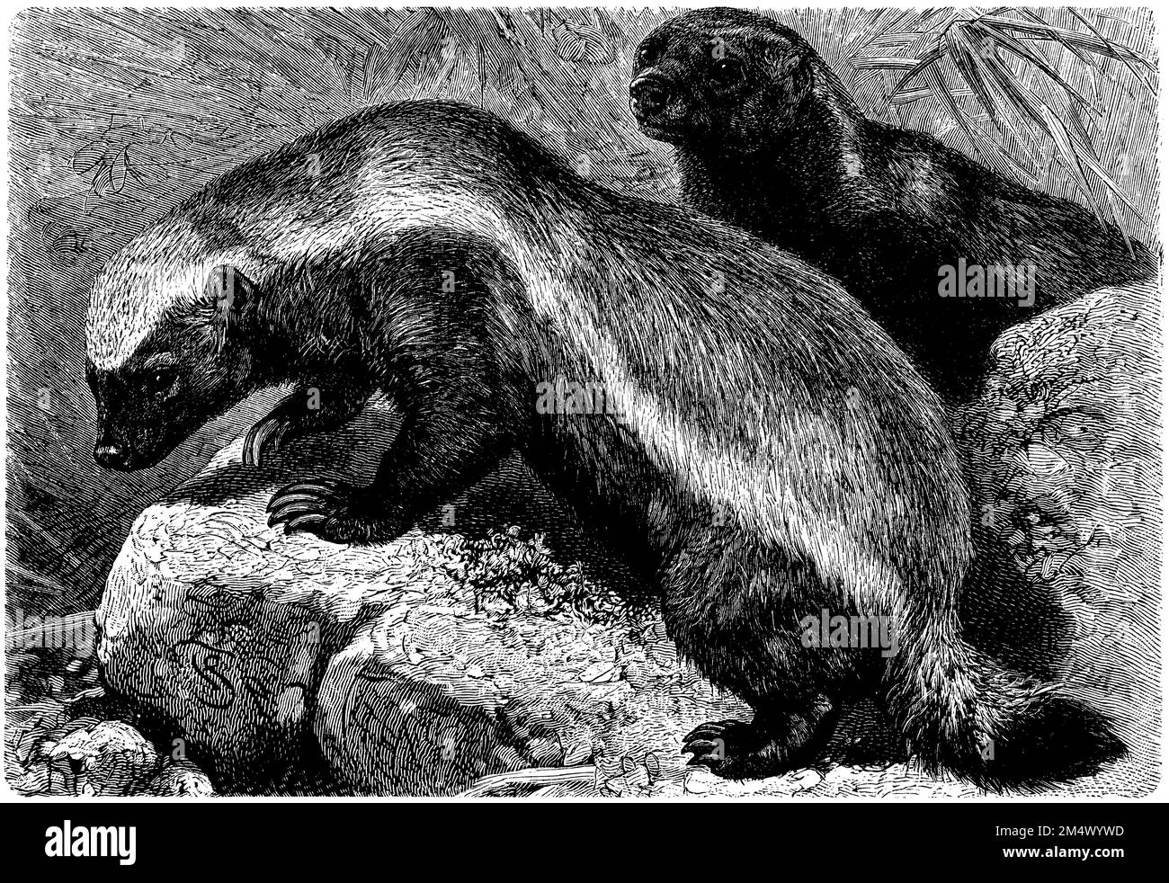 honey badger, Mellivora capensis, (zoology book, 1908), Honigdachs ...