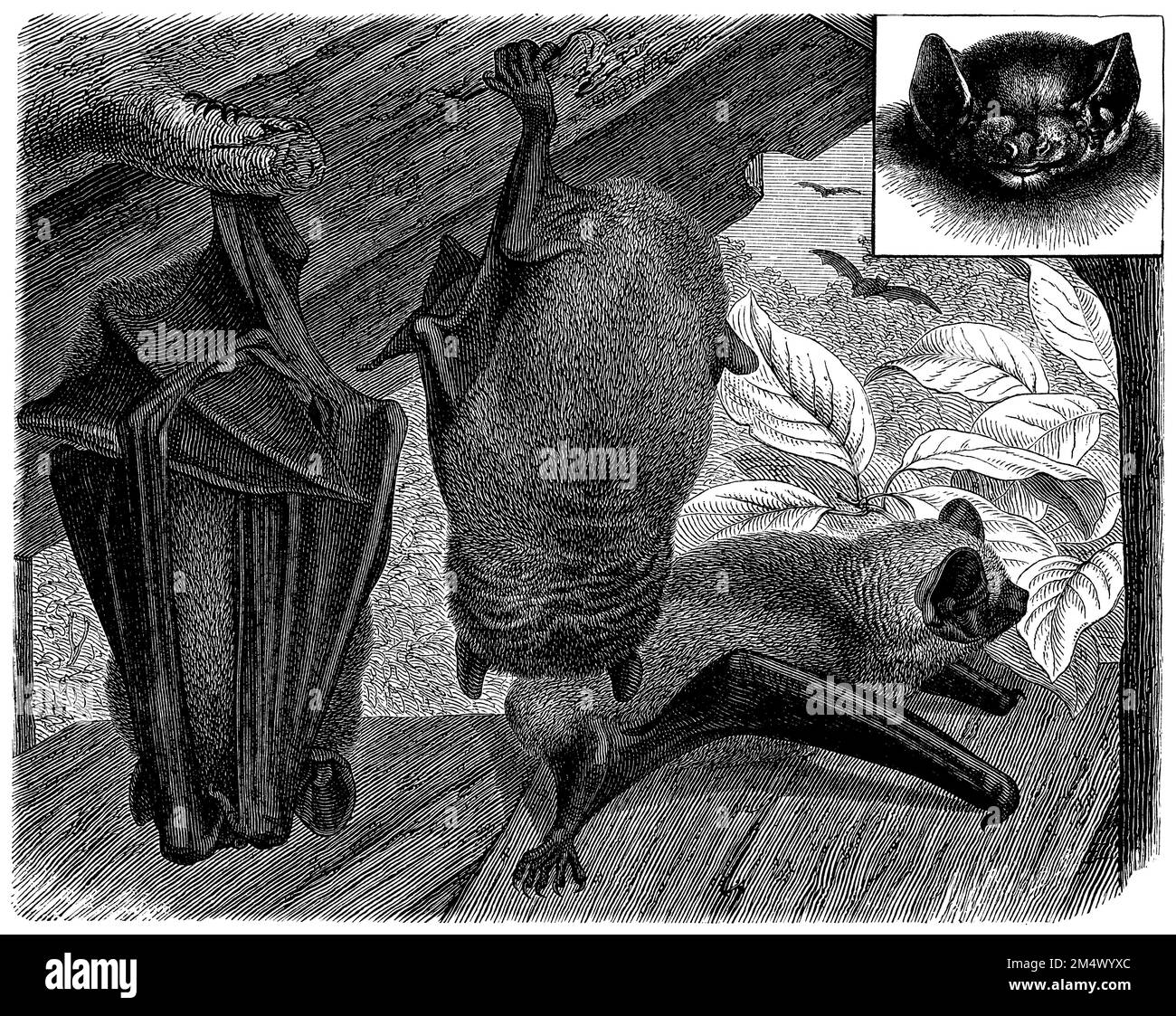 Noctule bat, Nyctalus noctula, (zoology book, 1908), Großer Abendsegler ...