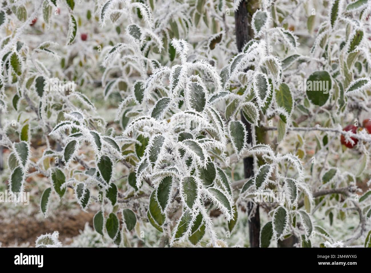 Frost on apple tree hi-res stock photography and images - Alamy