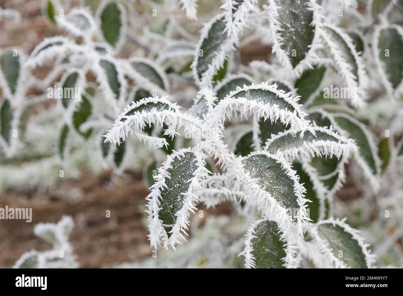 Frost on apple tree hi-res stock photography and images - Alamy