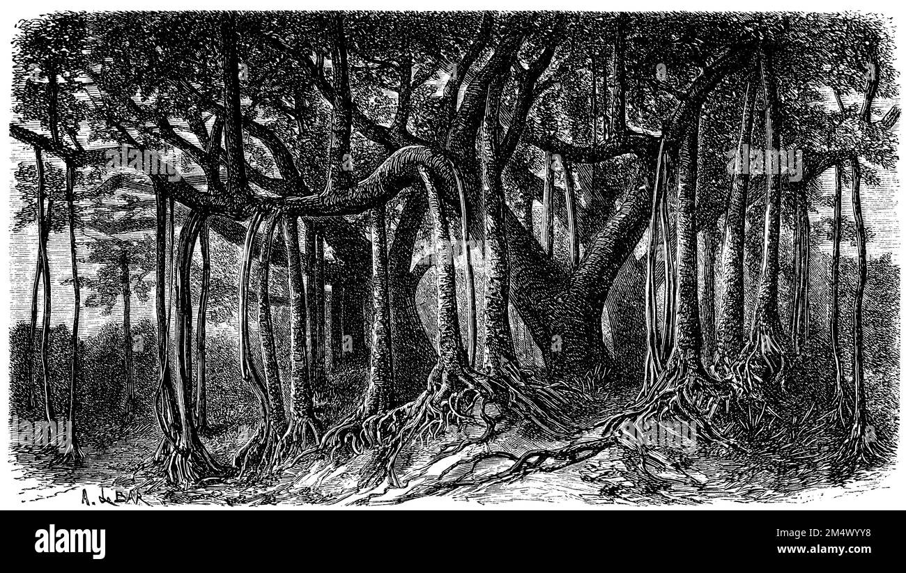 Banyan, Ficus benghalensis, (encyclopedia, 1893), Banyan-Feige, Figuier ...
