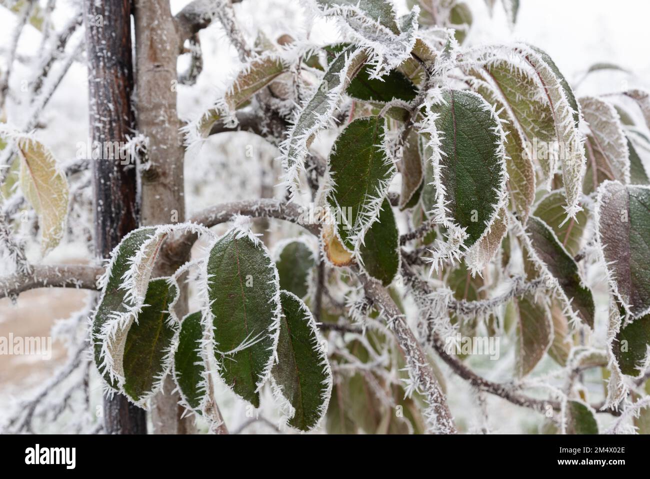 Frost on apple tree hi-res stock photography and images - Alamy