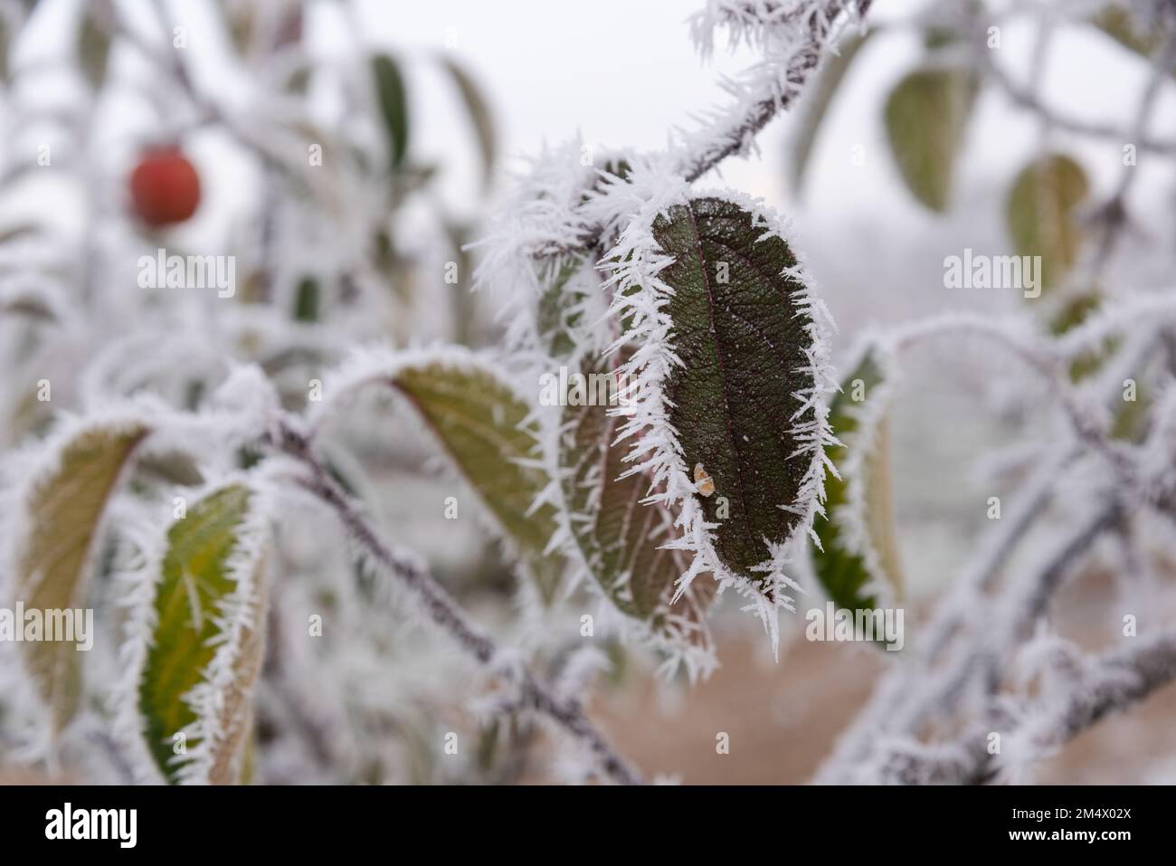 Frost on apple tree hi-res stock photography and images - Alamy