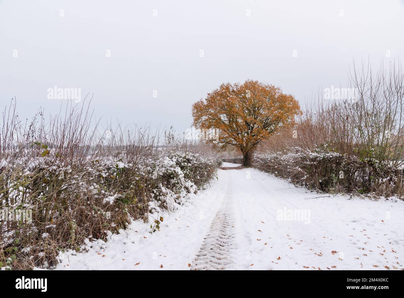 Snow covered lane hi-res stock photography and images - Alamy