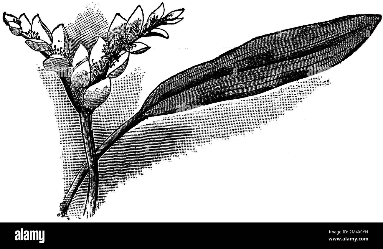 Pondweed Drawing
