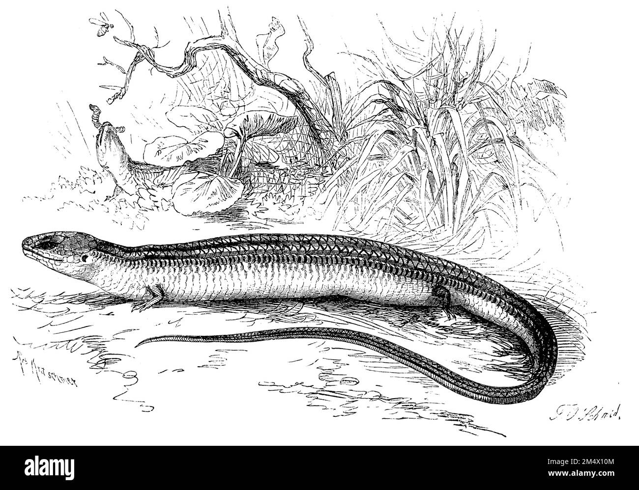 Italian Three-toed Skink, Chalcides chalcides, (zoology book, 1872 ...
