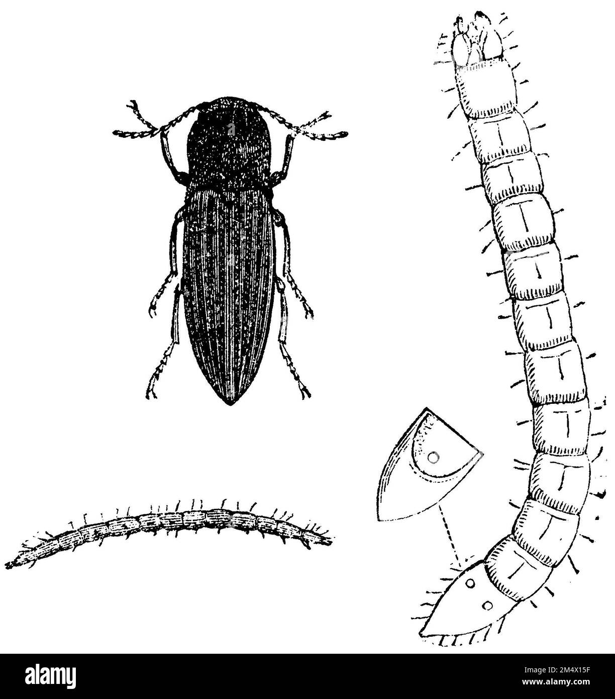 Lined Click Beetle and larva, Agriotes lineatus, (zoology book, 1872 ...