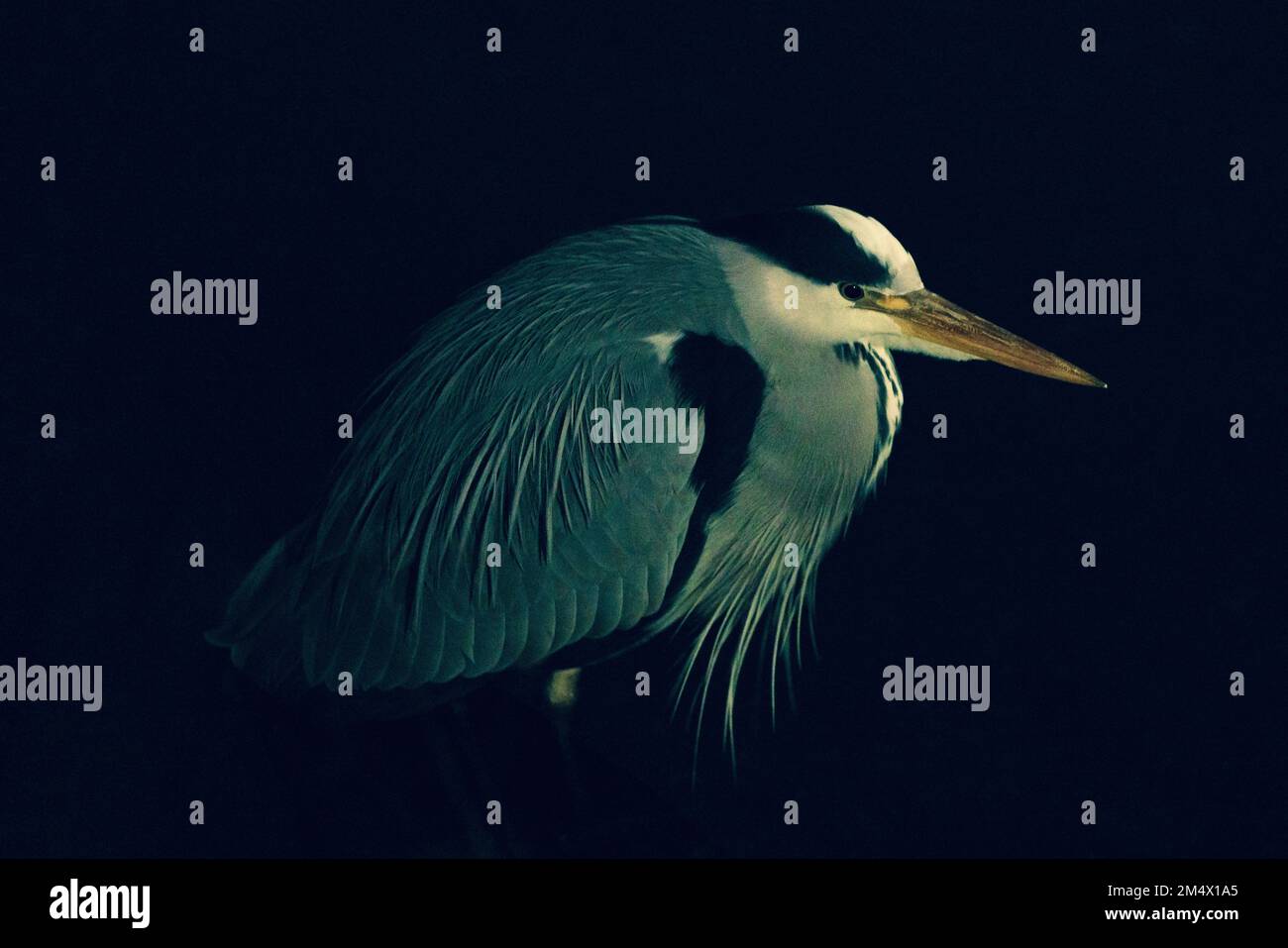 A grey heron relaxing near Christianshavn in Copenhagen Stock Photo - Alamy