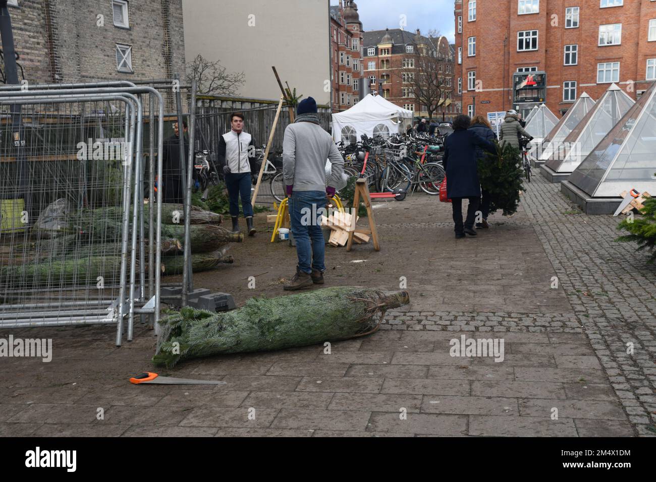Copenhagen/Denmark/23 December 2022/ Christms trees for sale at ...