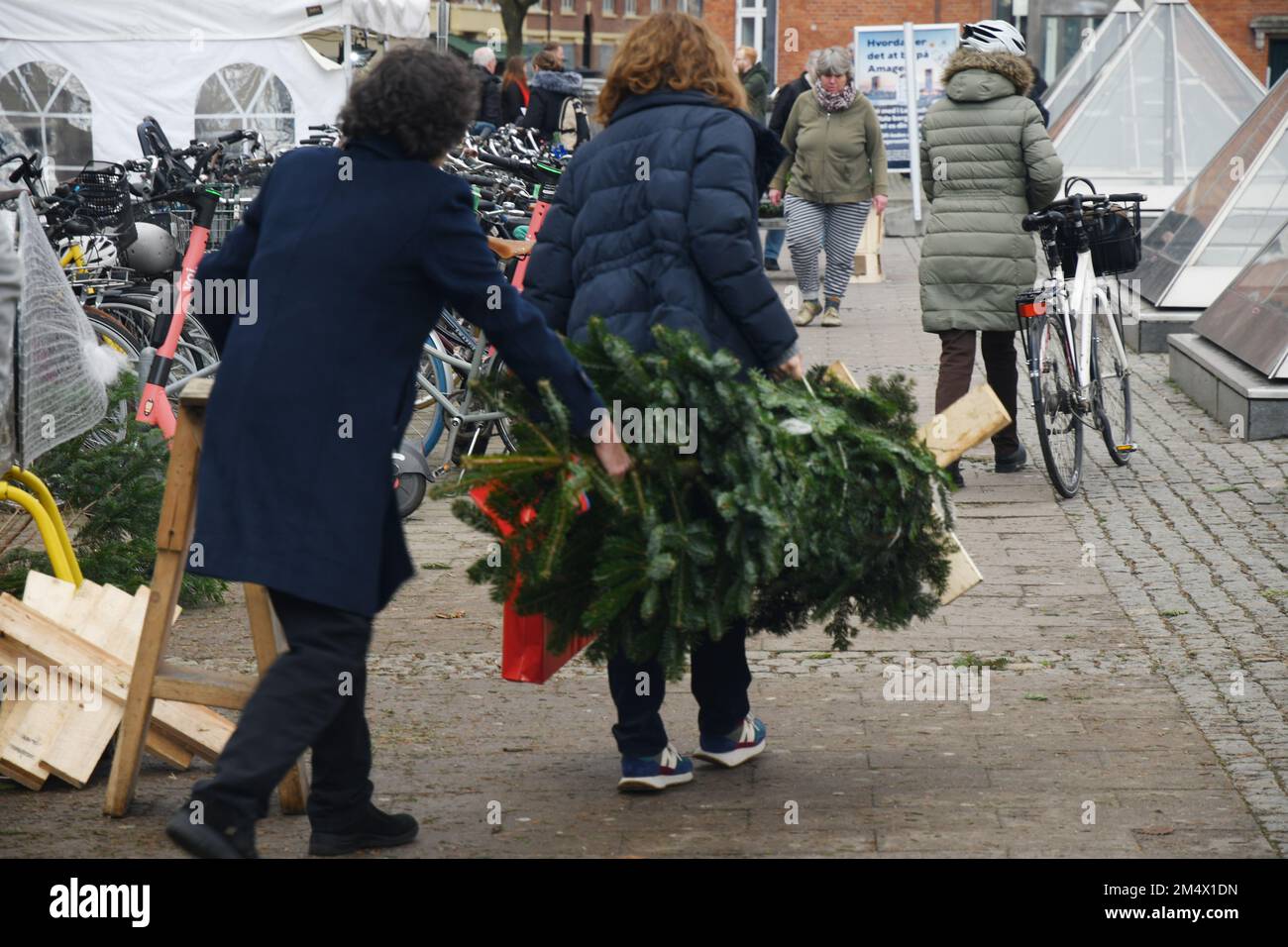 Copenhagen/Denmark/23 December 2022/ Christms trees for sale at ...